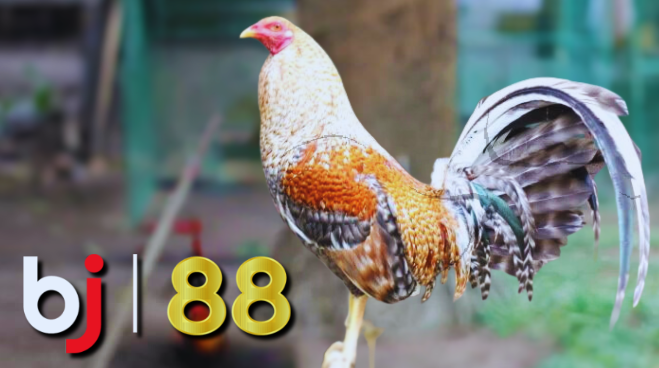 Bulik: The Rare and Coveted Gamecocks of Cockfighting Circles – BJ88 SABONG