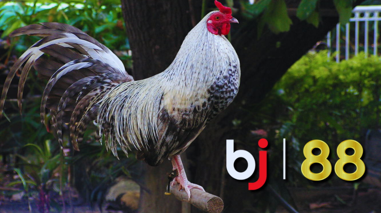 Beyond the Surface: The Symbolism and Significance of Bulik Fighting ...